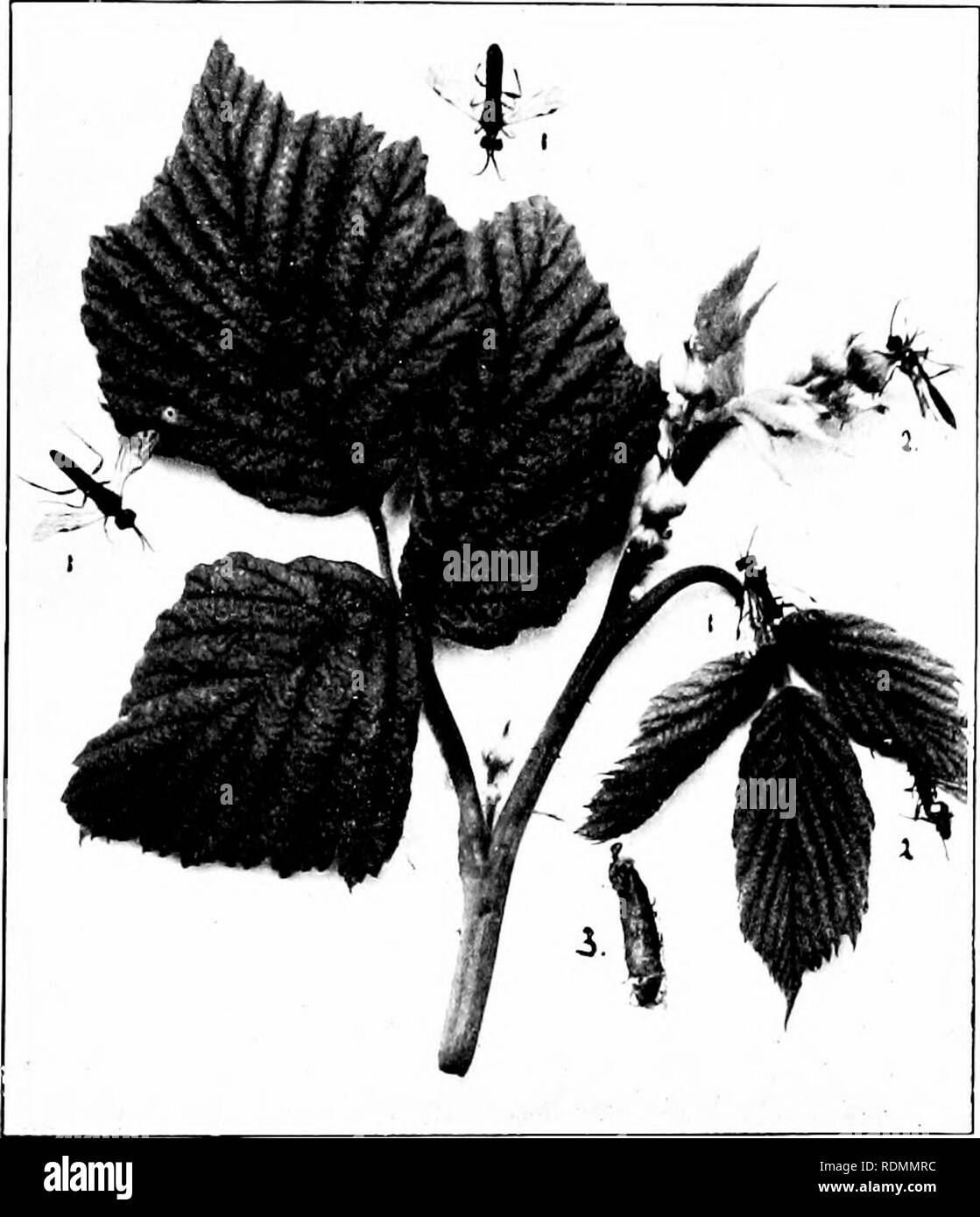 Cause damage to farm crops hi-res stock photography and images - Alamy