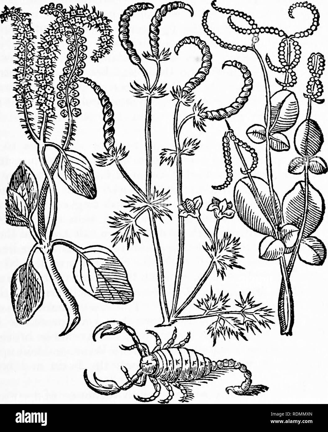 . Herbals, their origin and evolution, a chapter in the history of ...