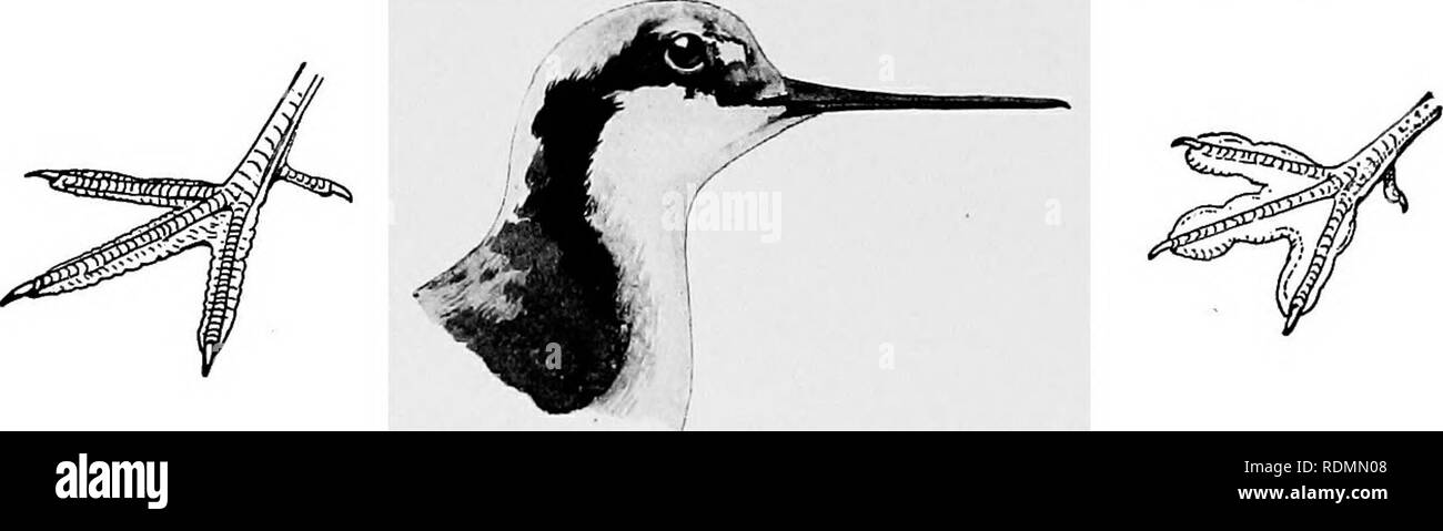 Group of loons Black and White Stock Photos & Images - Alamy