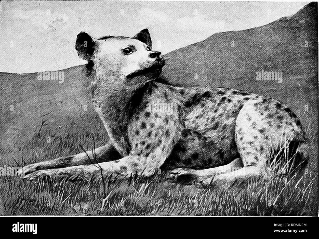 Short front limbs hi-res stock photography and images - Alamy