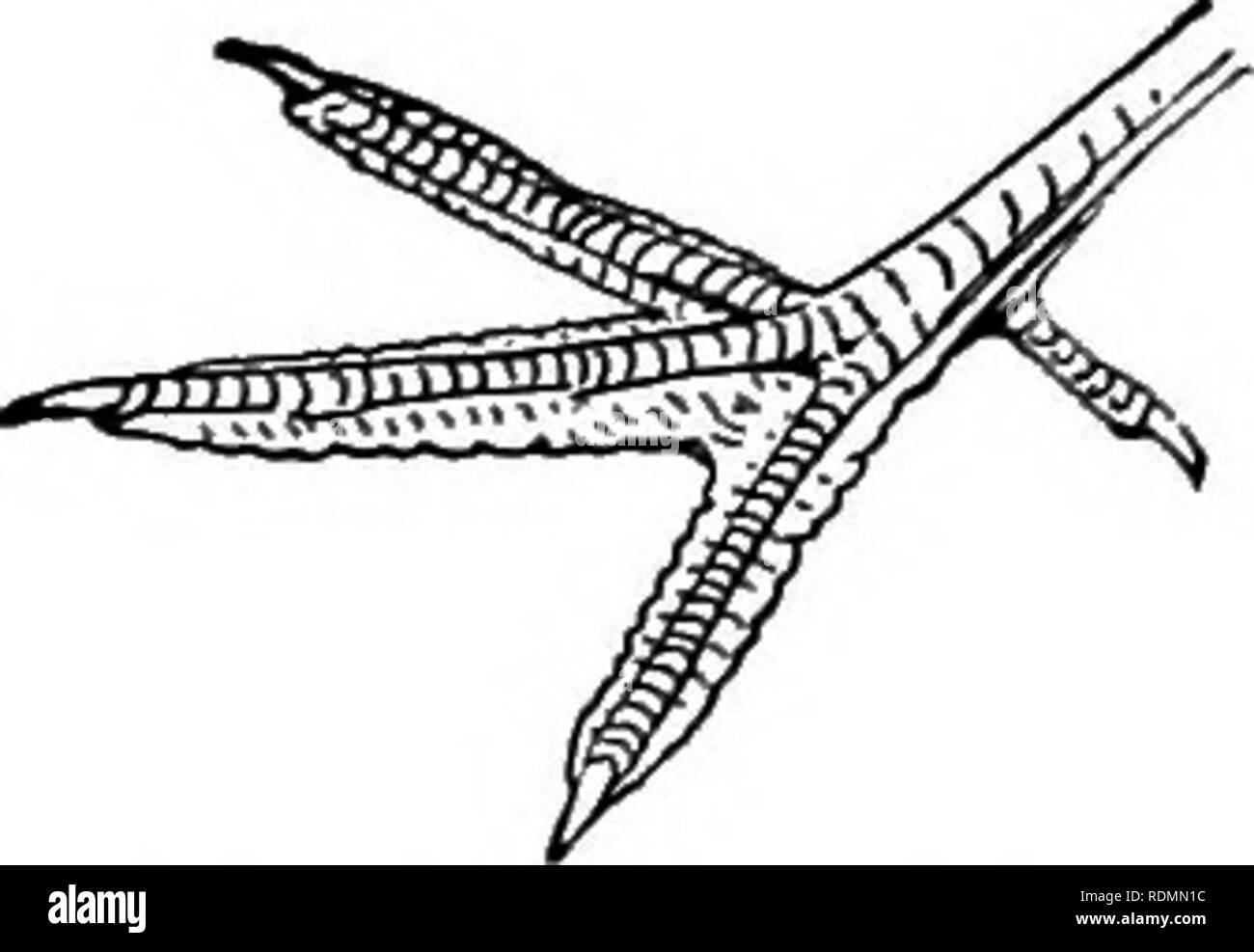 4 webbed toes hi-res stock photography and images - Alamy