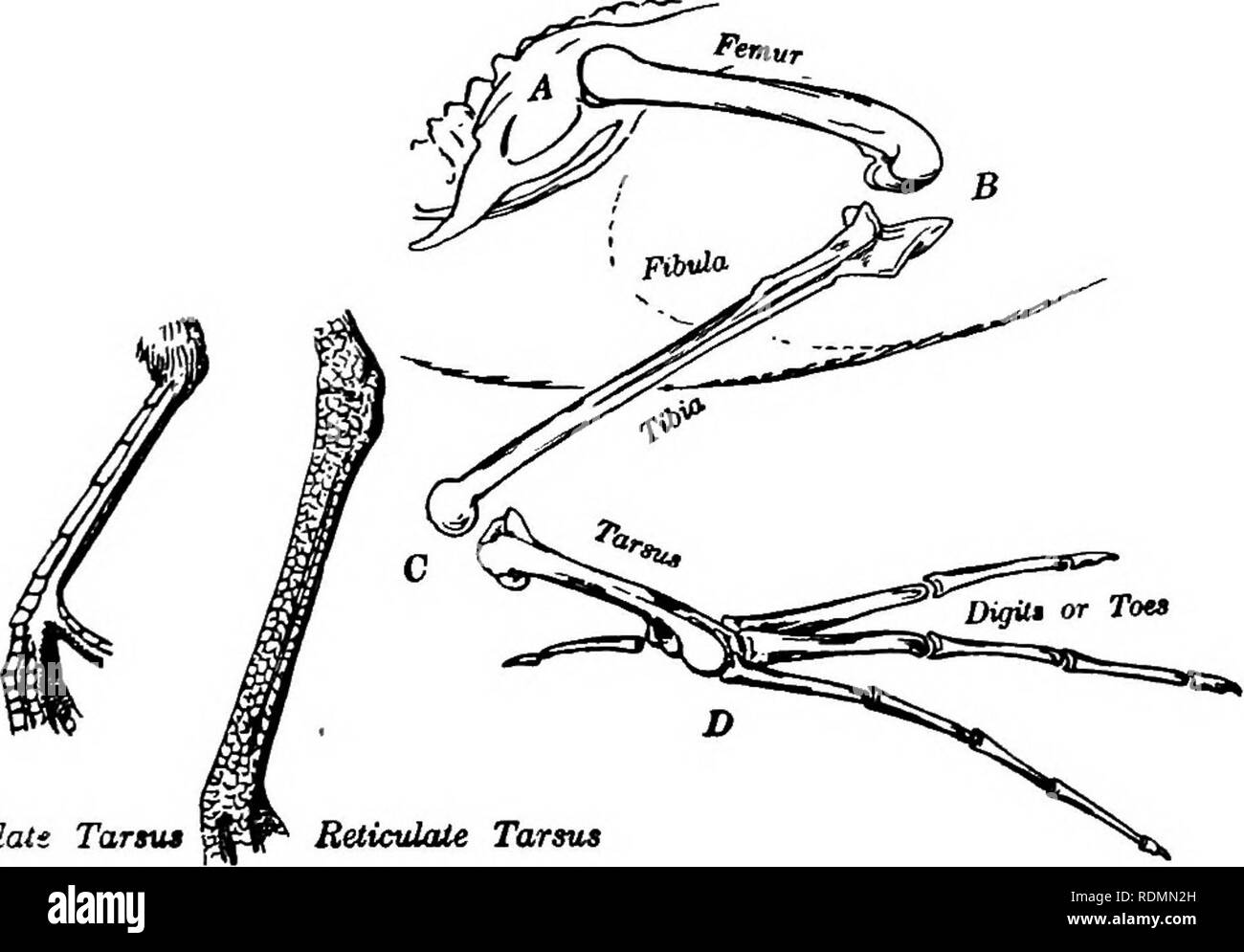 Exposed thigh hi-res stock photography and images - Alamy
