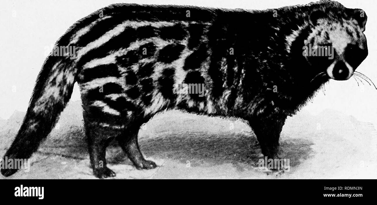 About the civet cat Black and White Stock Photos & Images - Alamy
