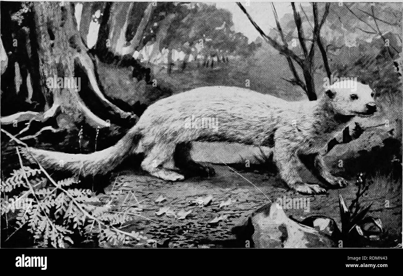 Fossa claws hi-res stock photography and images - Alamy