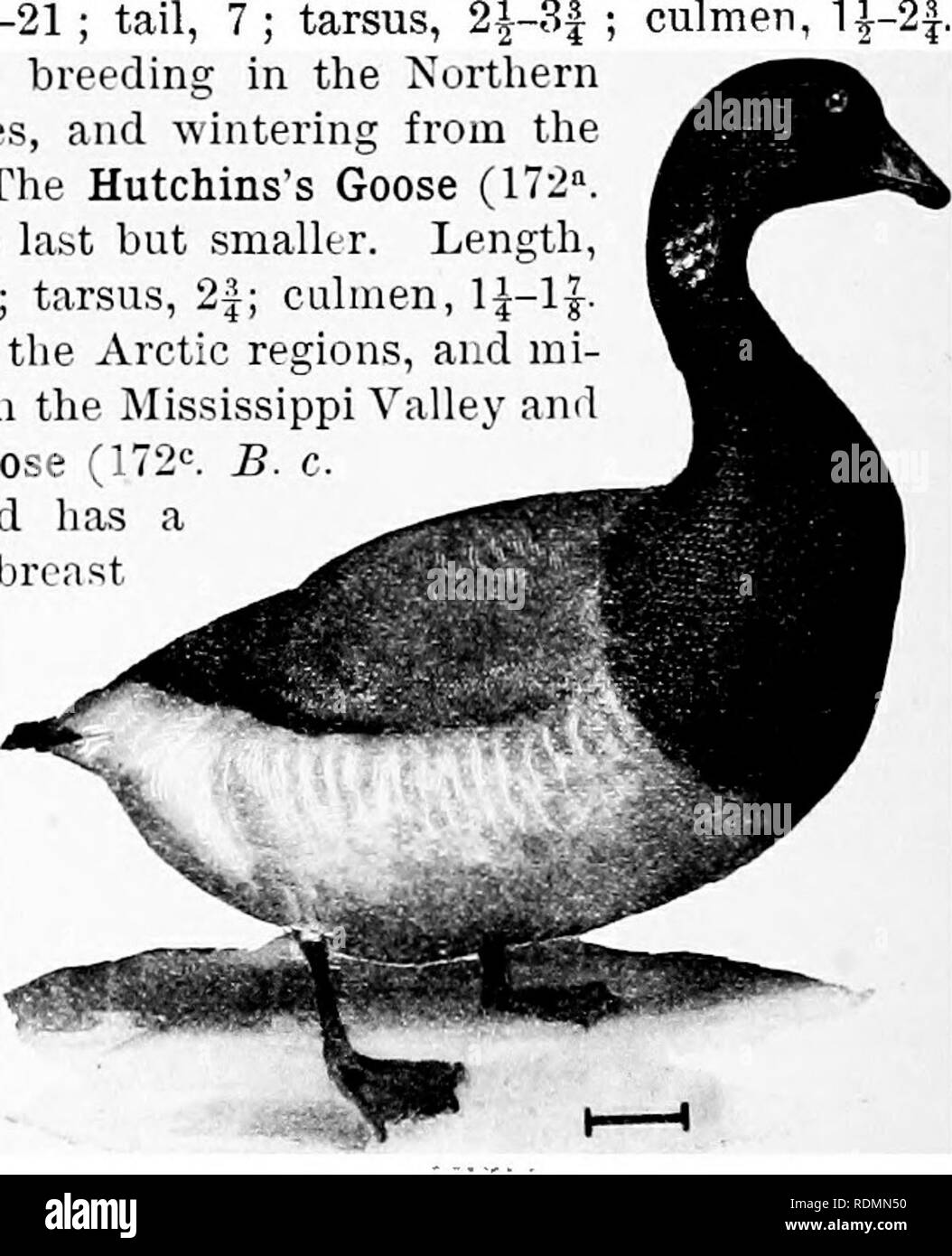 Canada goose identification hi-res stock photography and images - Alamy