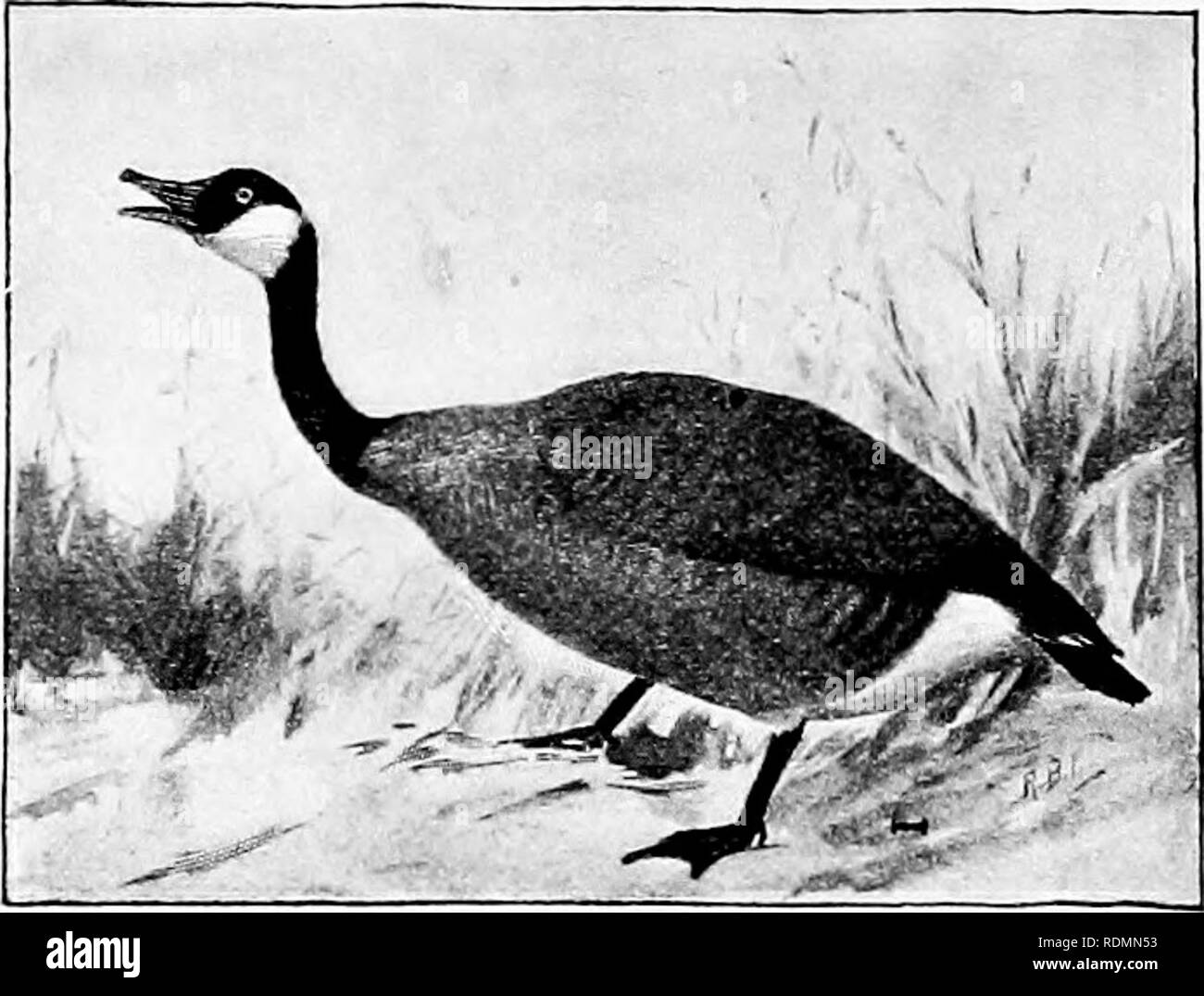 Canada goose identification hi-res stock photography and images - Alamy