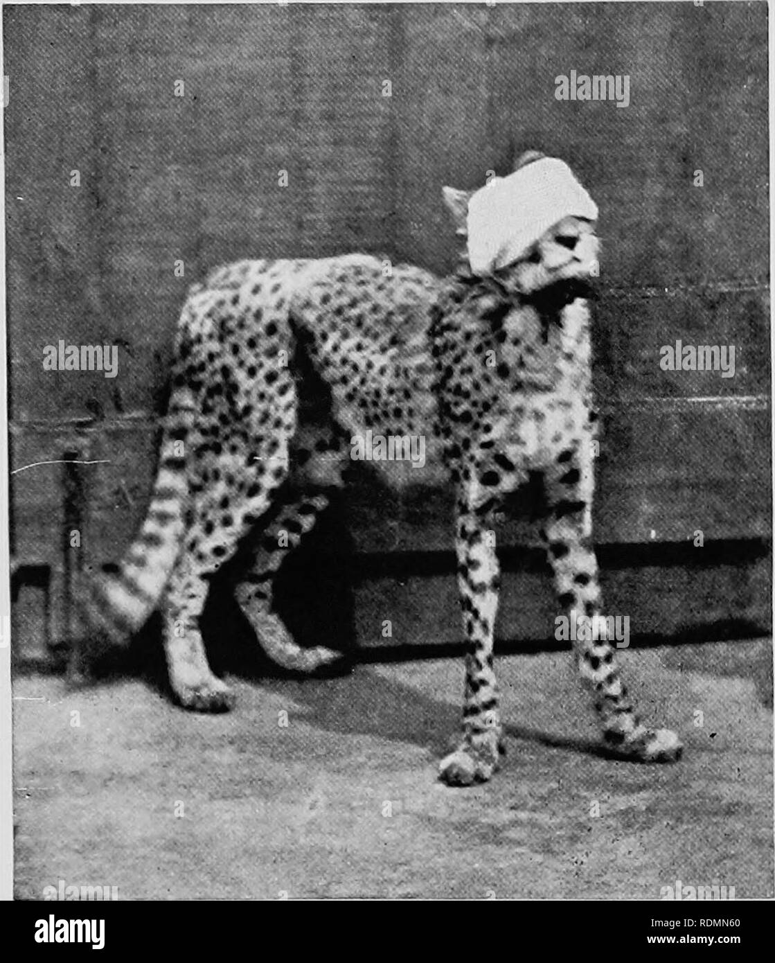 Nake tree Black and White Stock Photos & Images - Alamy