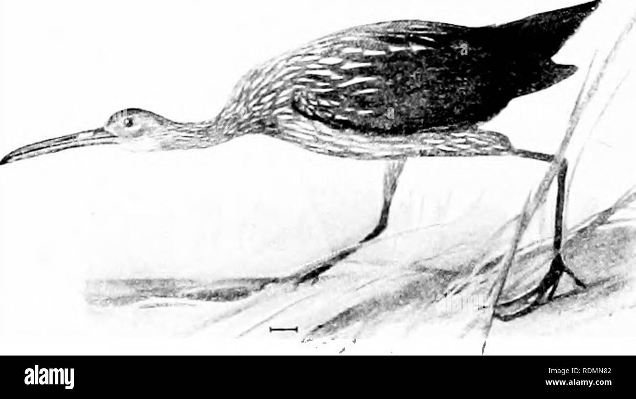 American coot family Black and White Stock Photos & Images - Alamy