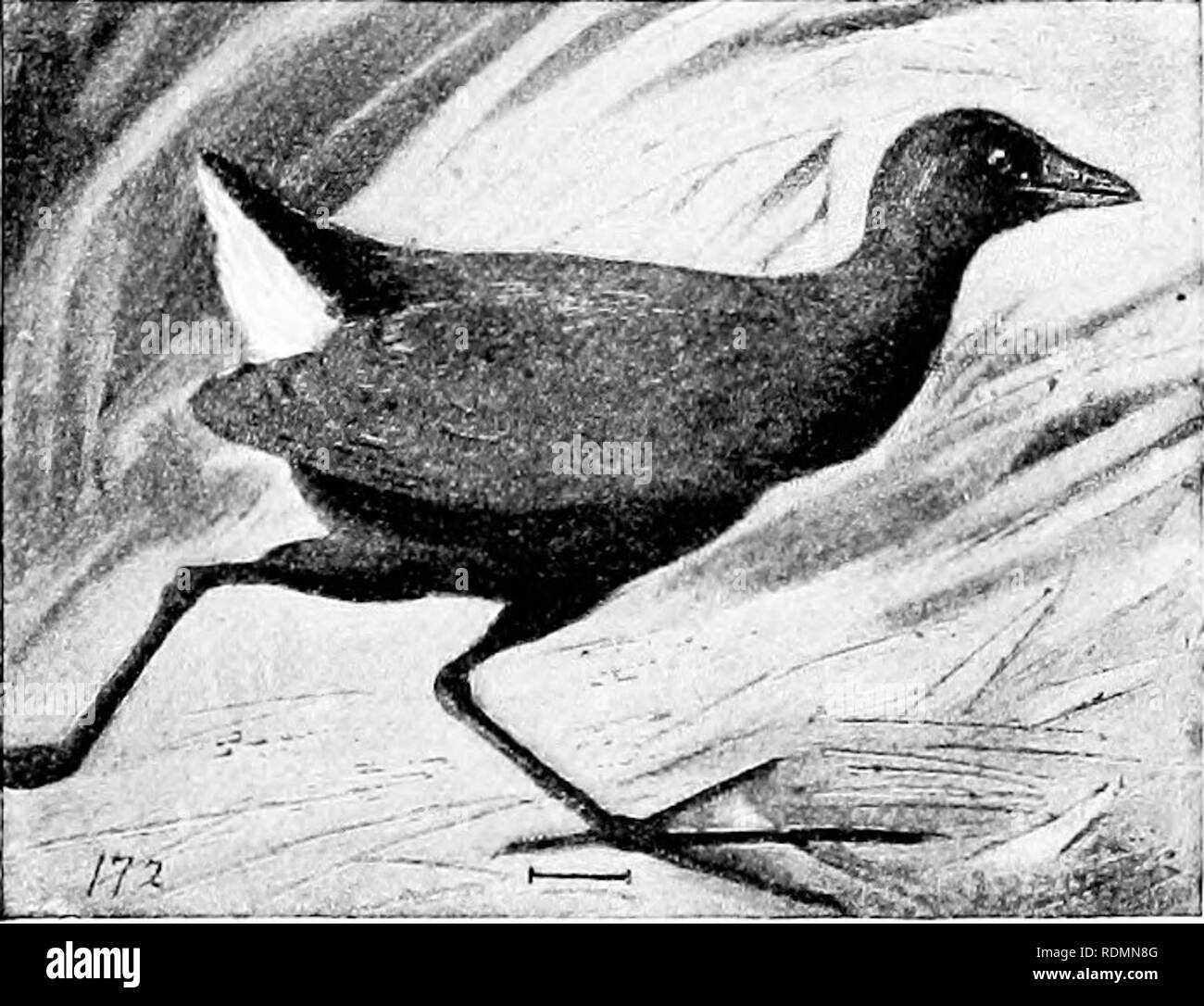 White gallinules hi-res stock photography and images - Alamy