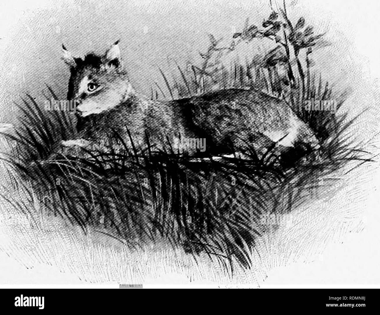 Rudland hi-res stock photography and images - Alamy