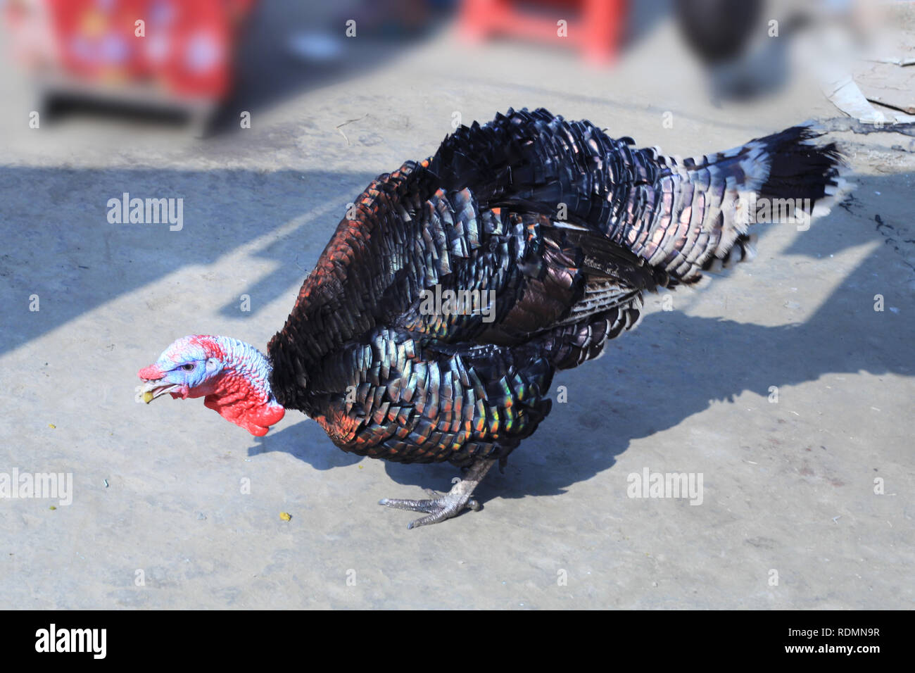 Red hen tail hi-res stock photography and images - Alamy
