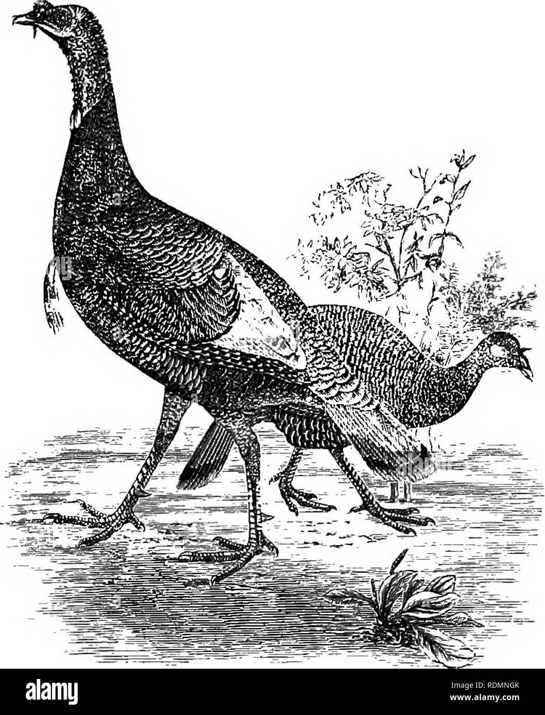 . American ornithology : or, The natural history of the birds of the ...
