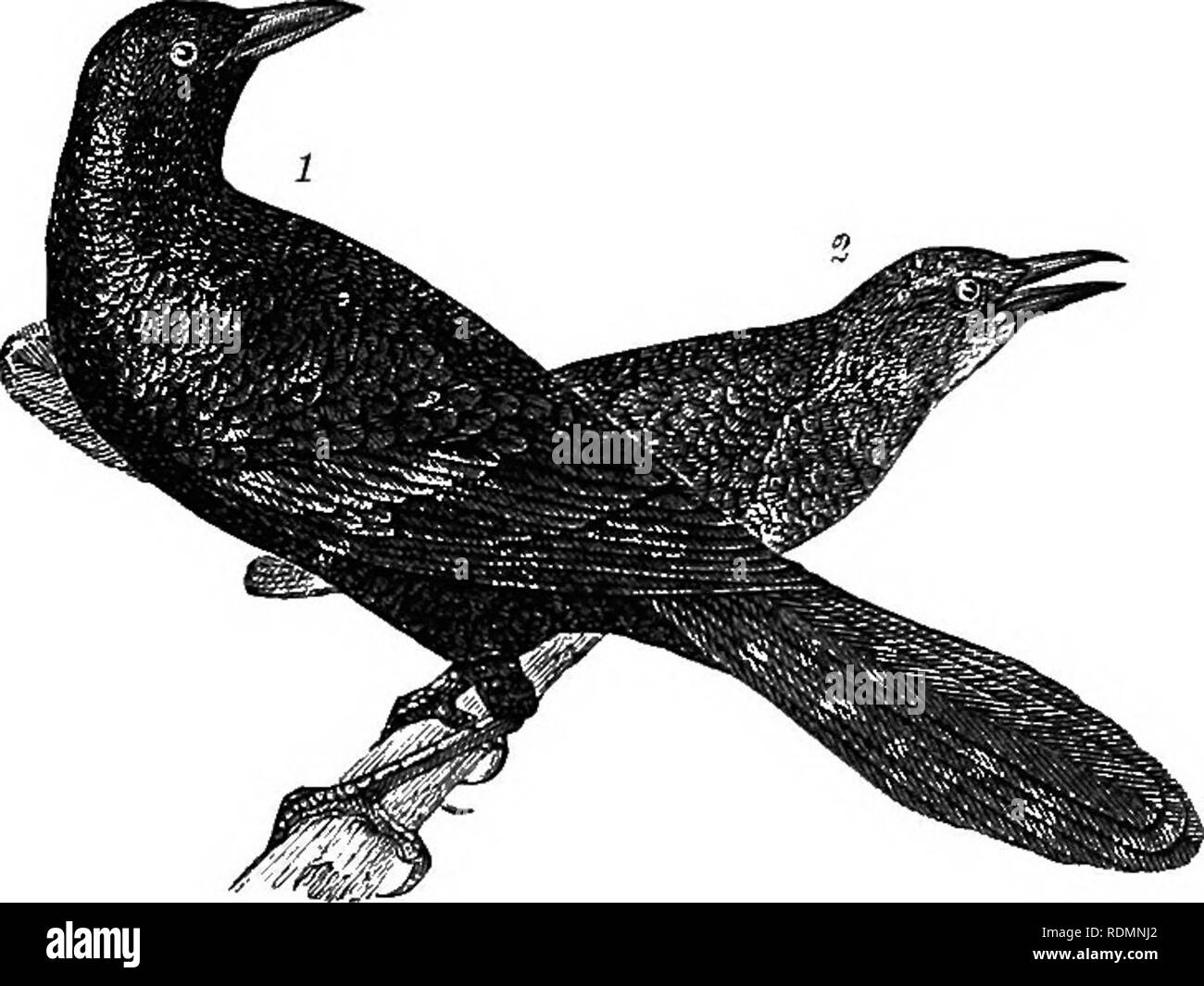 . American ornithology : or, The natural history of the birds of the ...