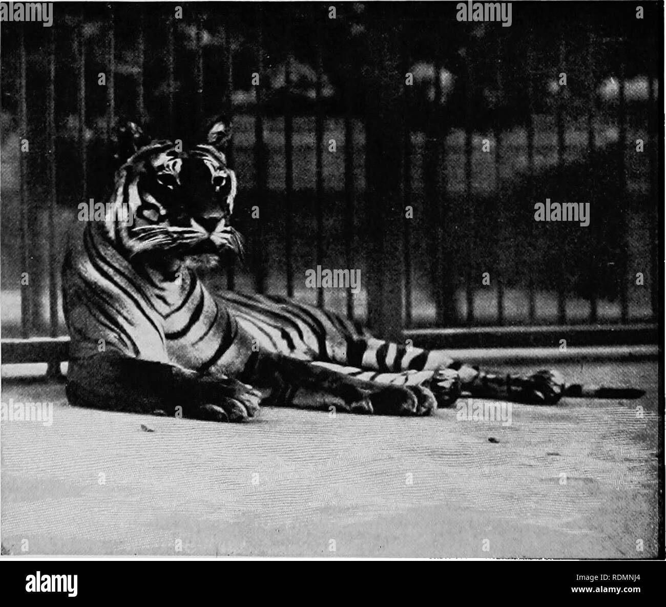 Tiger cub river Black and White Stock Photos & Images - Alamy