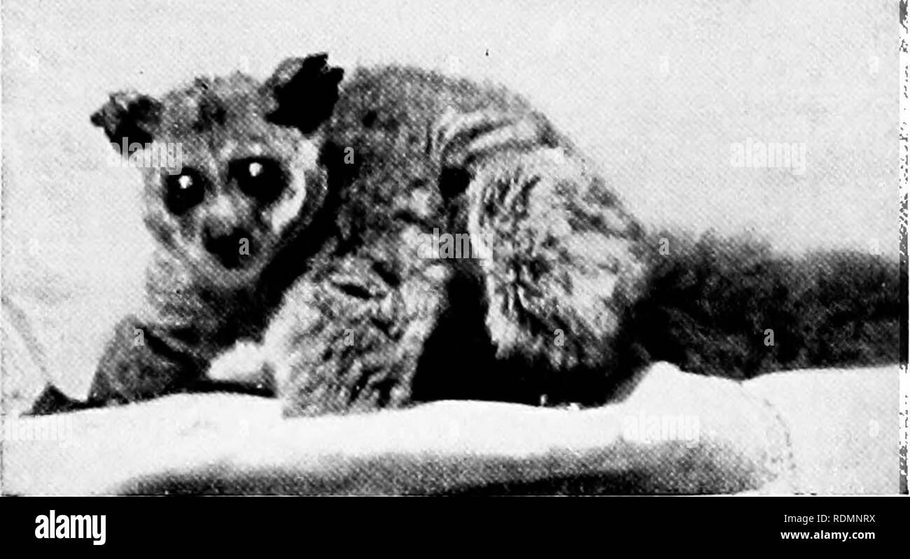 . Mammals of other lands;. Mammals. 3° THE LIVING ANIMALS OF THE WORLD ...