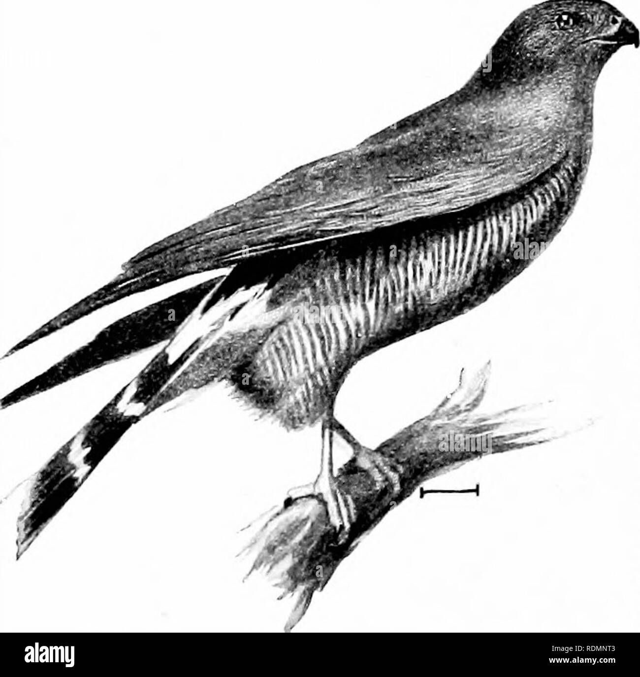 . Birds of the United States east of the Rocky Mountains; a manual for ...