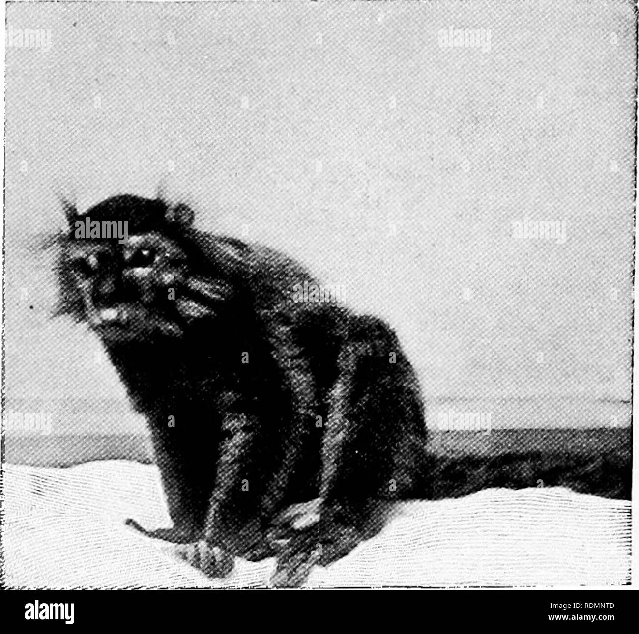 . Mammals of other lands;. Mammals. APES, MONKEYS, AND LEMURS 29 Indri ...