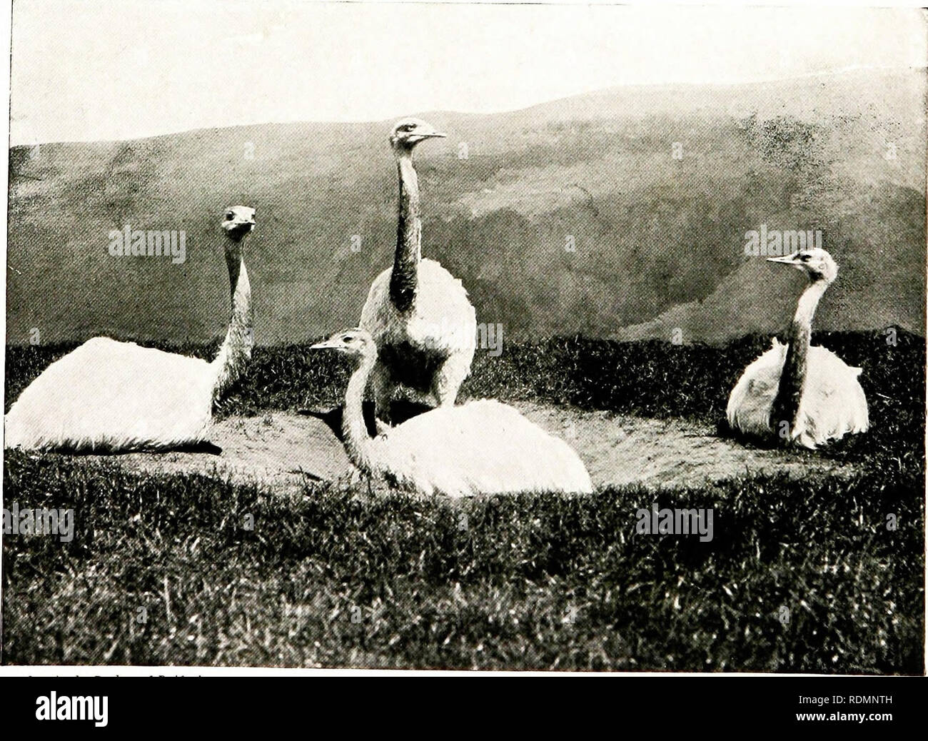 Old man emu hi-res stock photography and images - Alamy