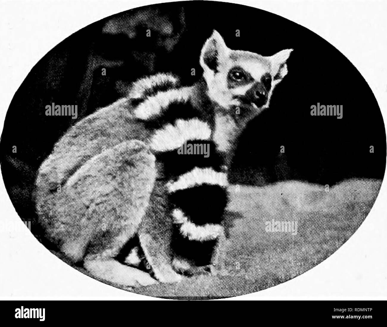 Ordinary lemurs hi-res stock photography and images - Alamy