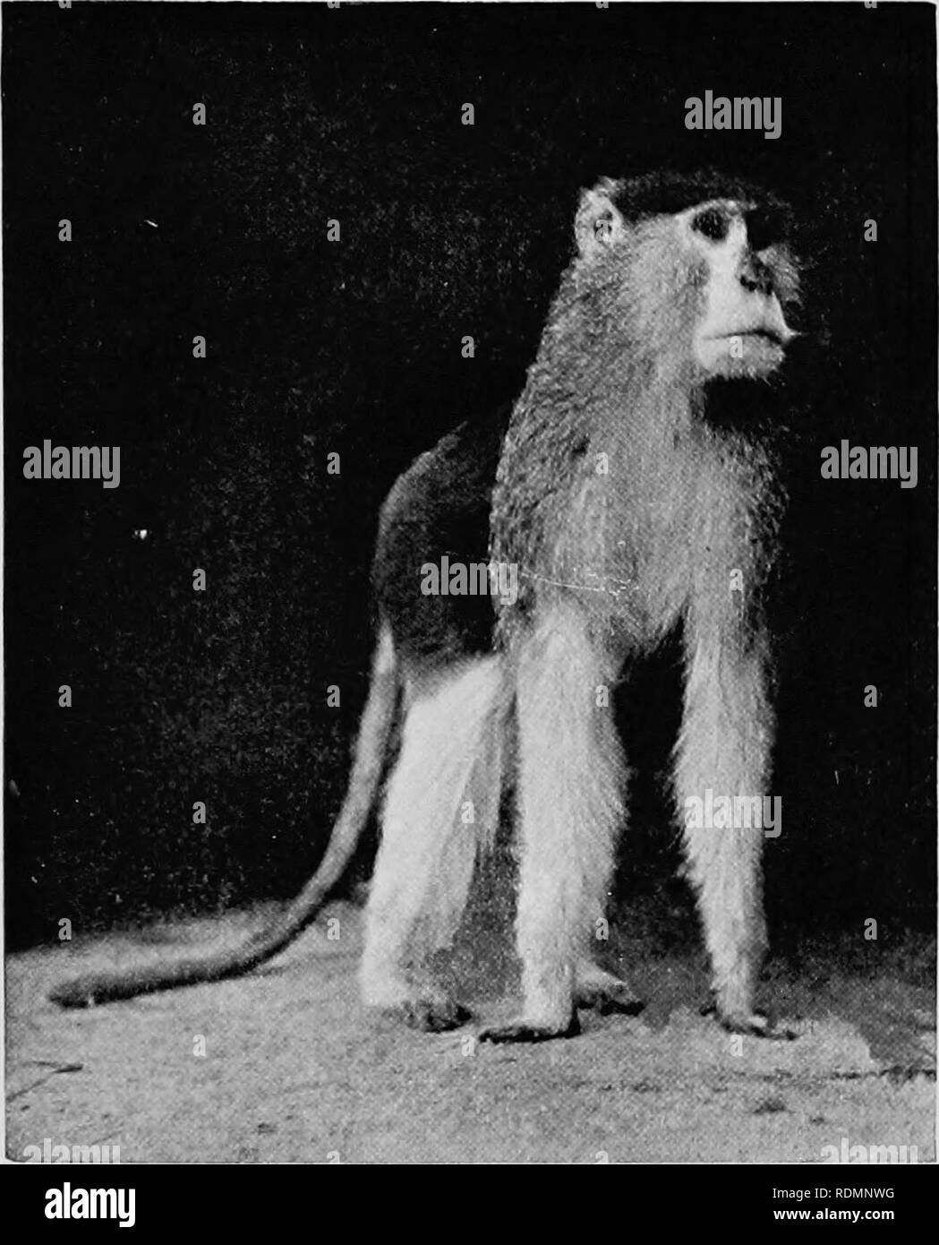 . Mammals of other lands;. Mammals. 24- THE LIVING ANIMALS OF THE WORLD ...