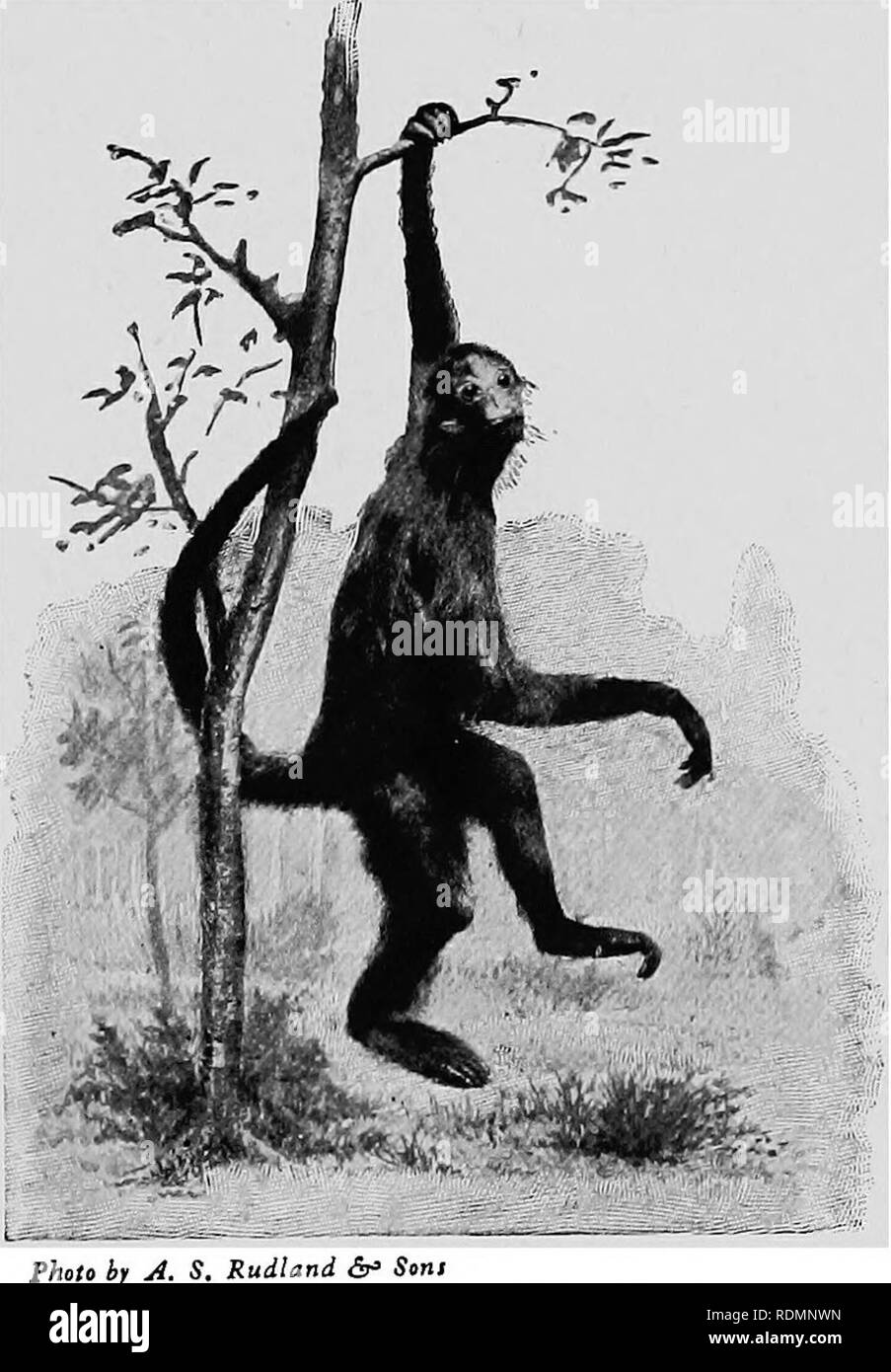 Monkey arm Black and White Stock Photos & Images - Alamy