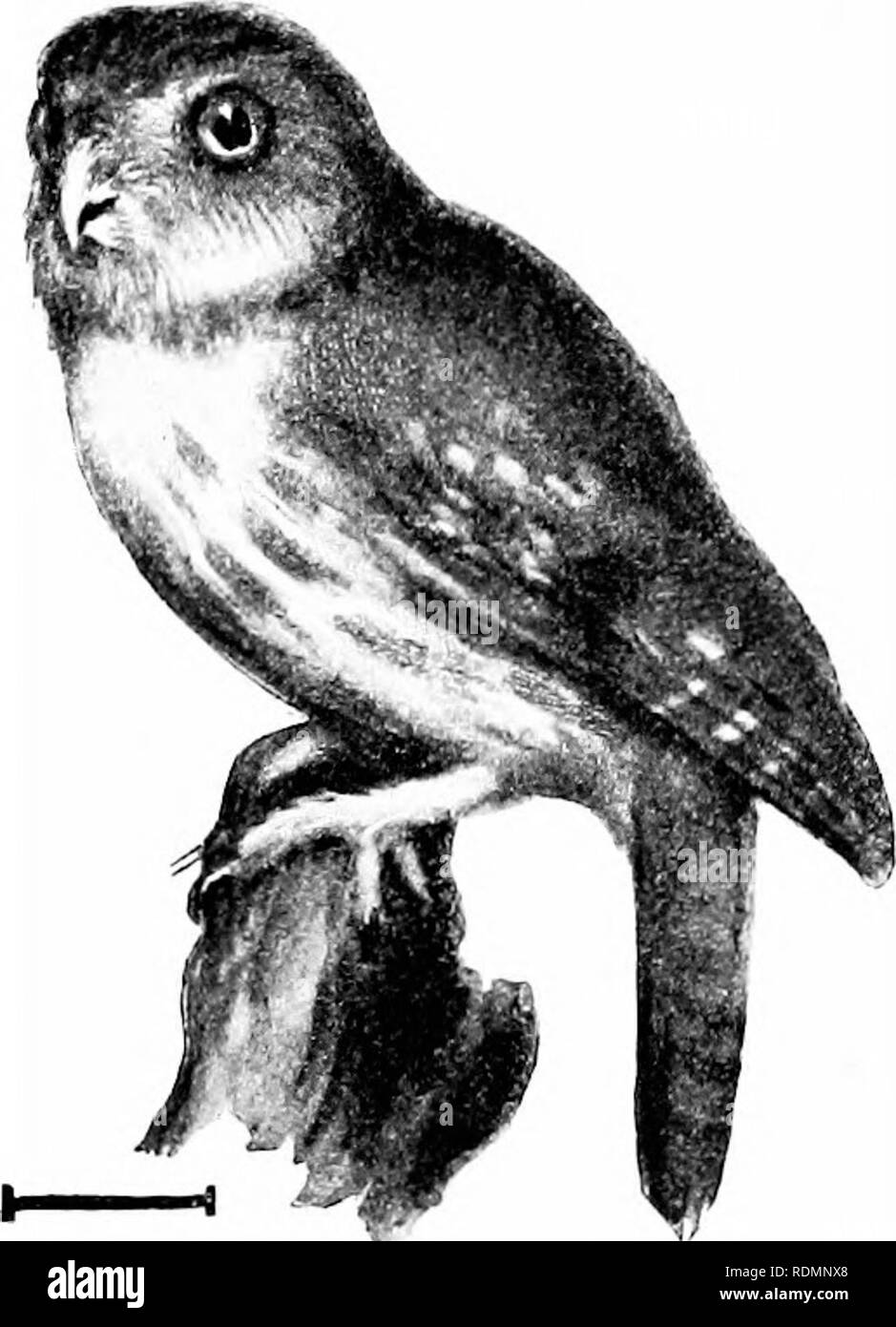 Foxes florida hi-res stock photography and images - Alamy