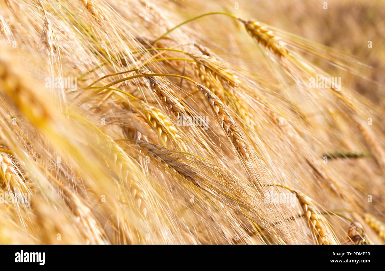 wheat field closeup Stock Photo - Alamy