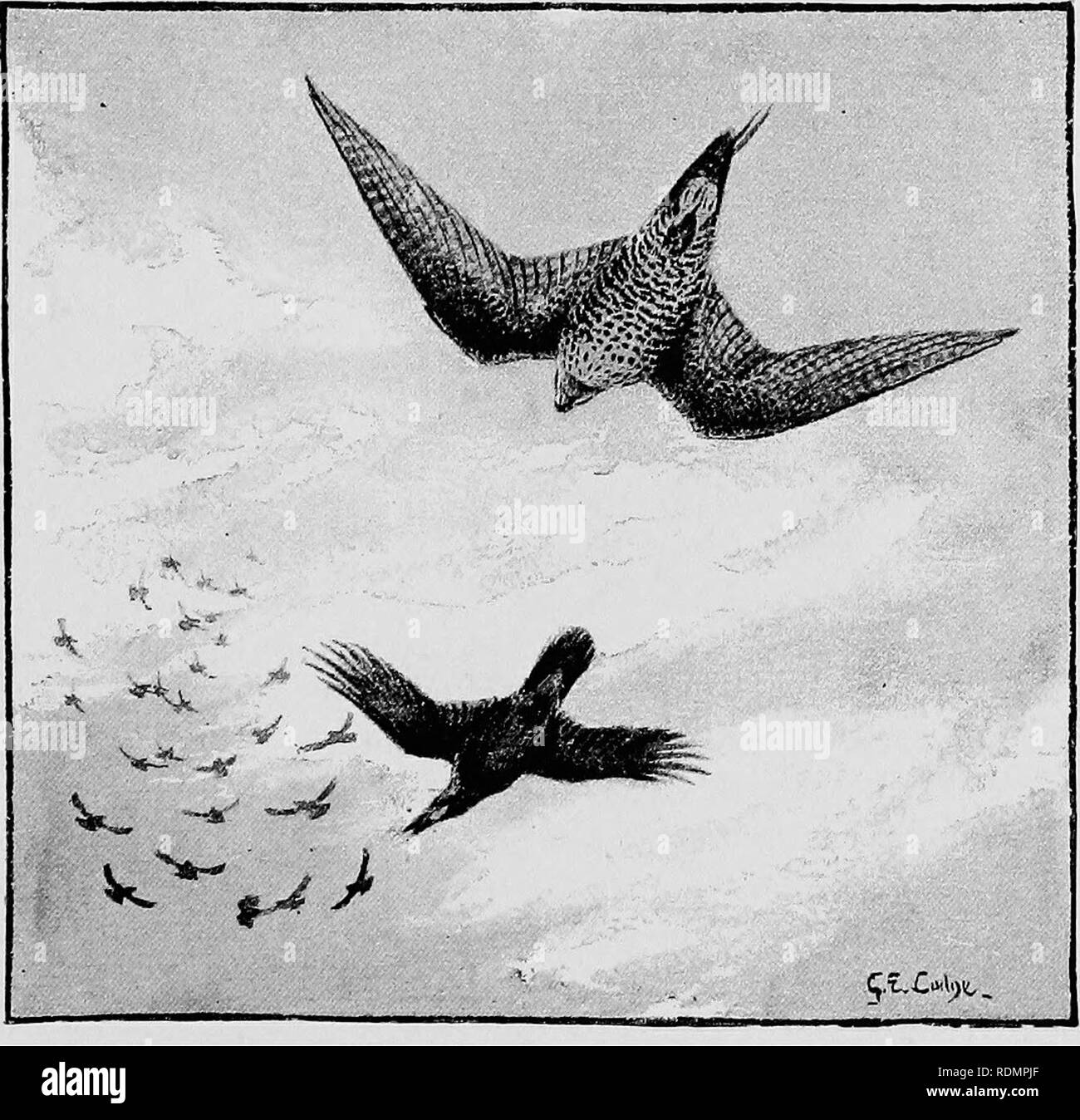 Rook shooting hi-res stock photography and images - Alamy