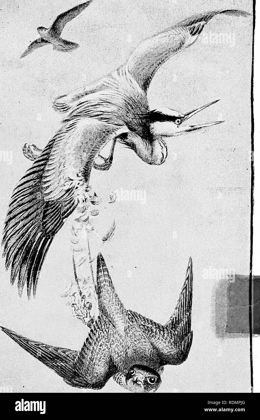 Edward lascelles hi-res stock photography and images - Alamy