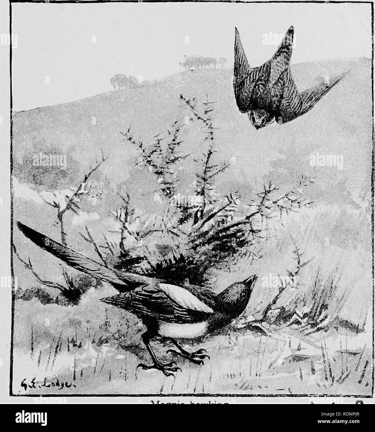 Magpie in a bush Black and White Stock Photos & Images - Alamy