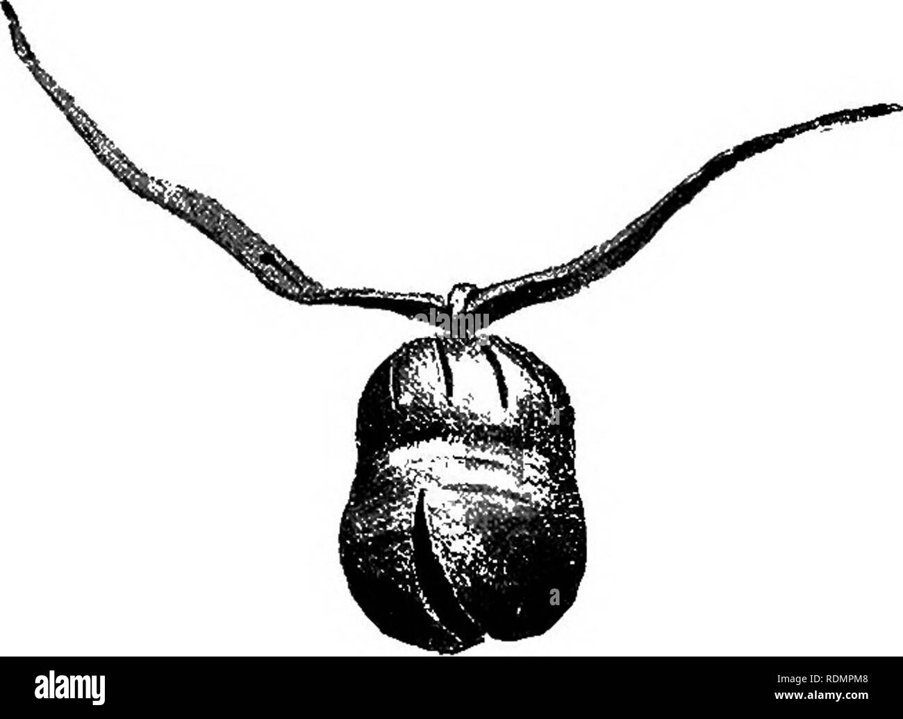 Falconry Cadge High Resolution Stock Photography and Images - Alamy