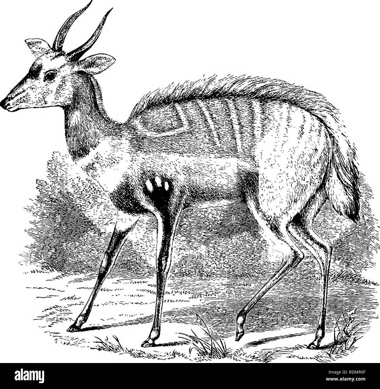 . The descent of man, and selection in relation to sex. Evolution ...
