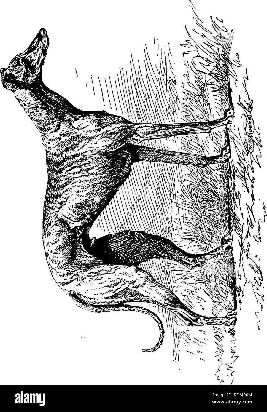 Gerald lascelles hi-res stock photography and images - Alamy