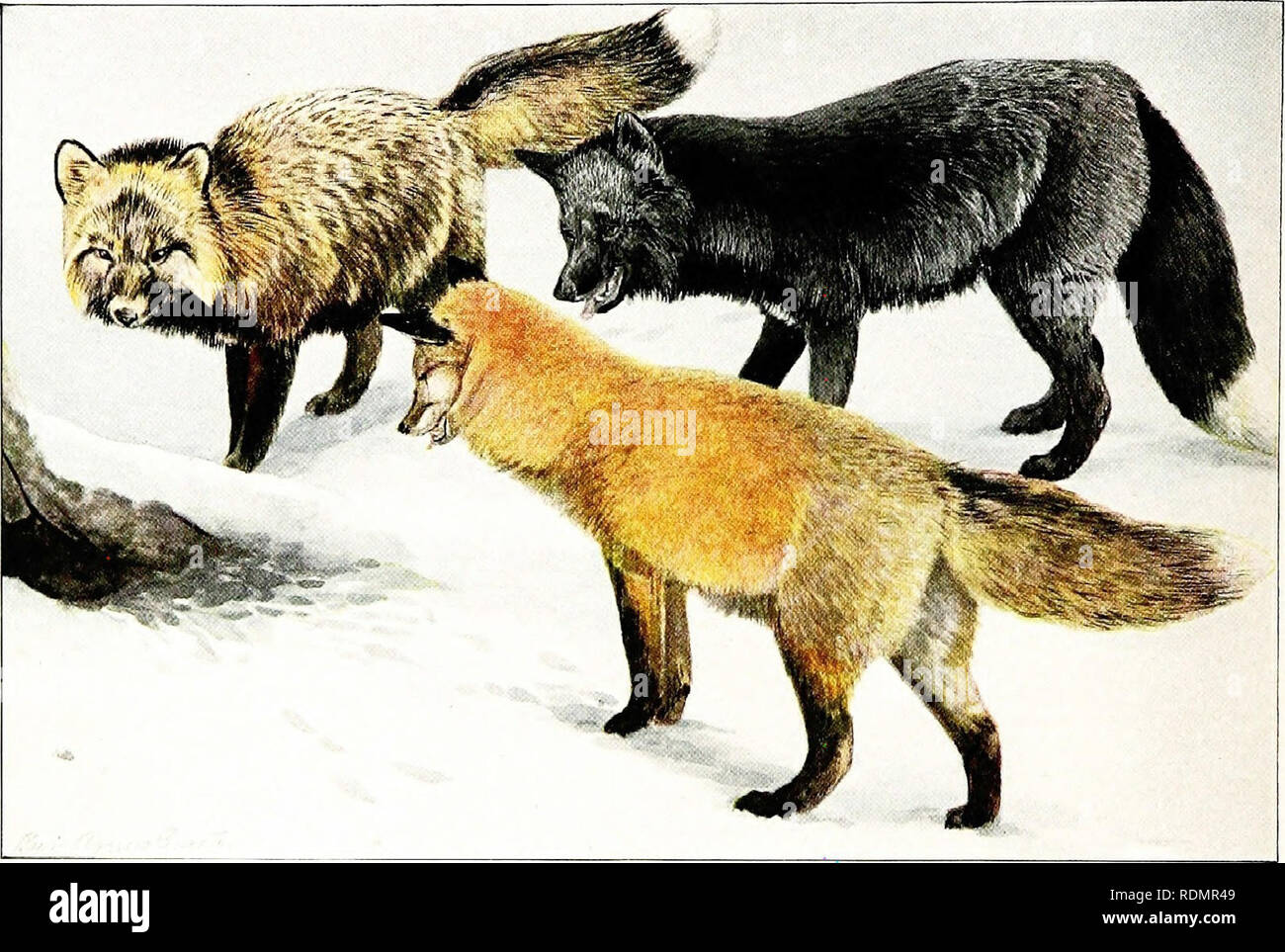 Red fox cross fox color hi-res stock photography and images - Alamy