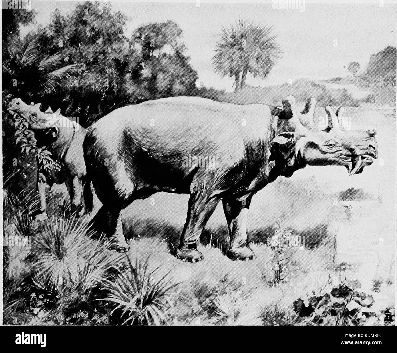 . The larger North American mammals. Mammals. From a drawing by Charles ...