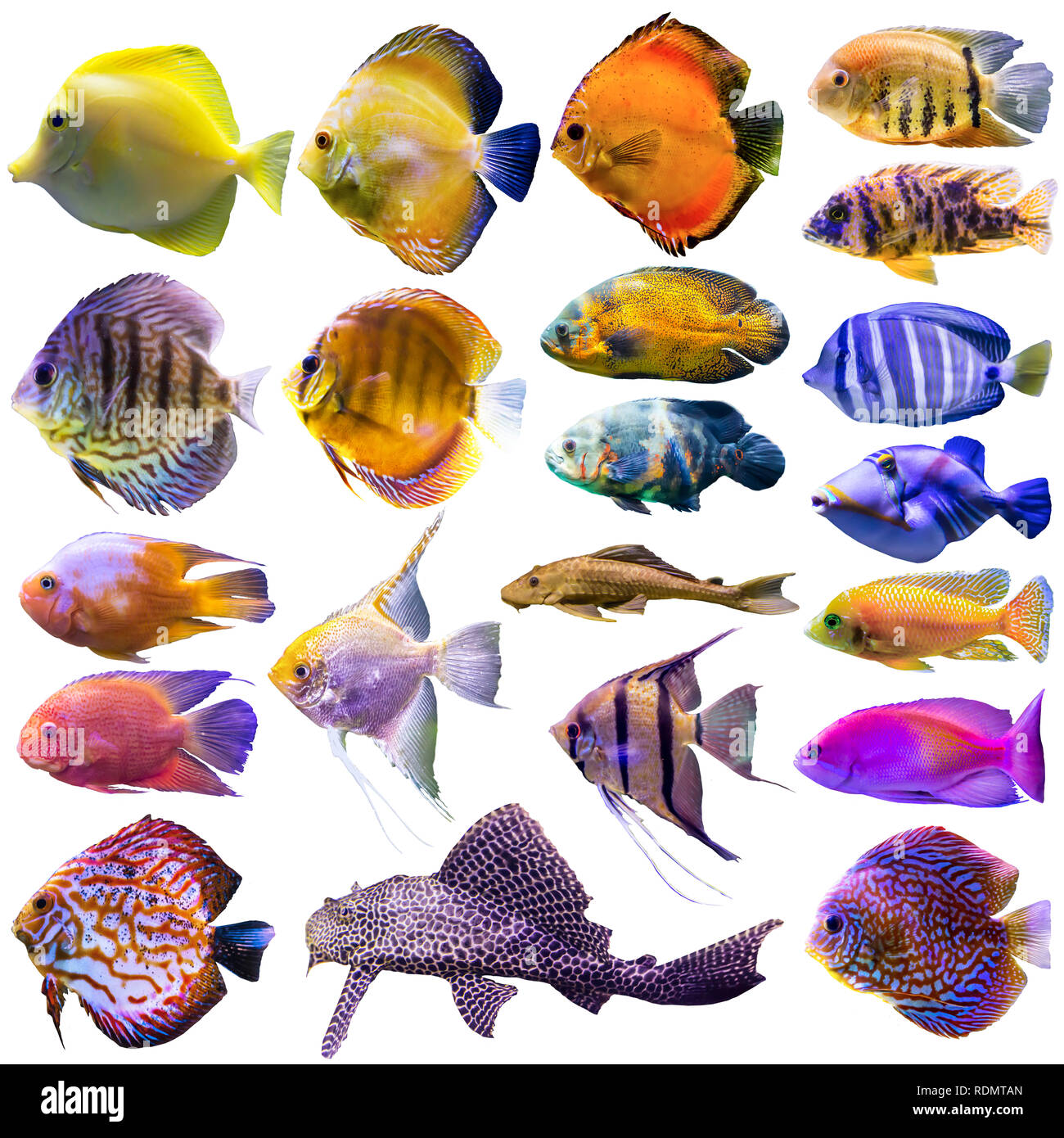 Twenty-one aquarium fish. Isolated photo on white background. Website ...