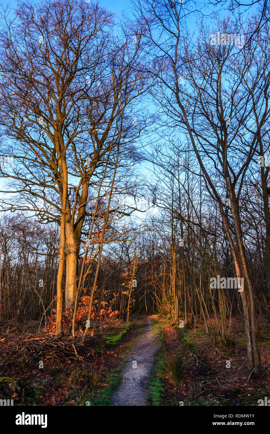 Pathway leading through bare Autumn trees at Blean Woods near ...