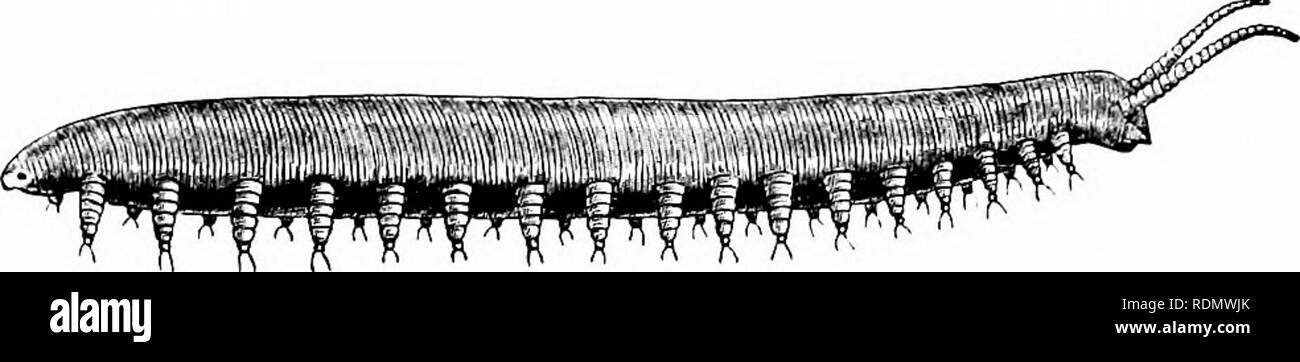 Onychopoda hi-res stock photography and images - Alamy