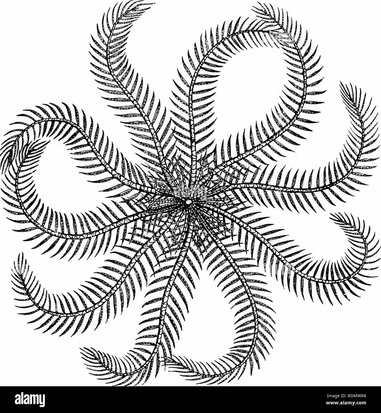 . Text-book of zoology for junior students. Zoology. ECHINODERMATA. 107 ...