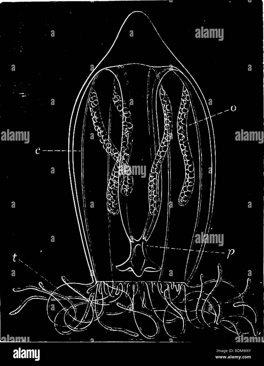 Bell hydroid hi-res stock photography and images - Alamy