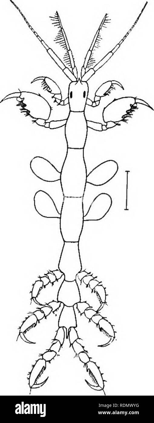 Female brood pouch hi-res stock photography and images - Alamy