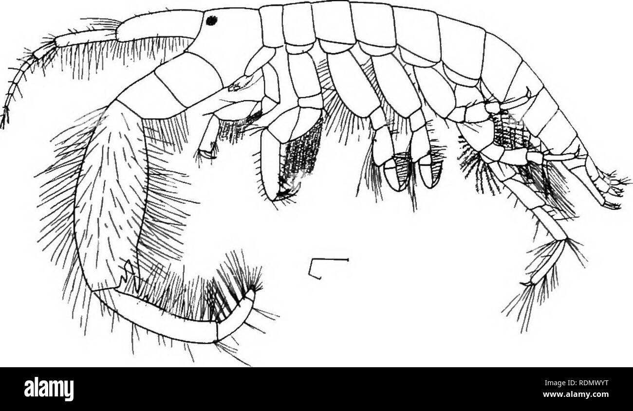 Podocerus hi-res stock photography and images - Alamy
