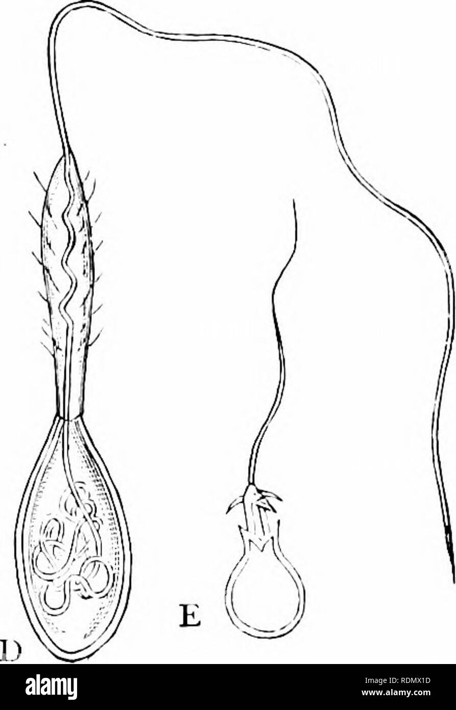 Celenterate Black and White Stock Photos & Images - Alamy