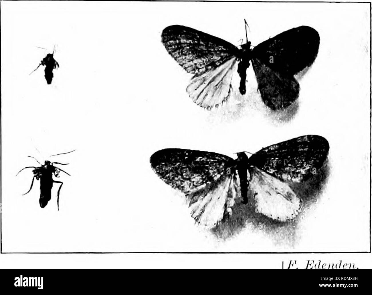 Planta insect Black and White Stock Photos & Images - Alamy