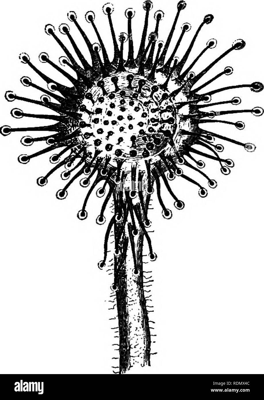 Carnivorous Plants Drawing