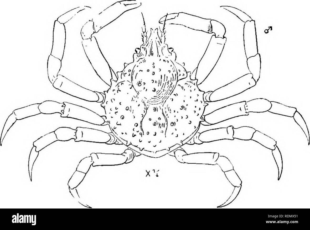 Six short legs Cut Out Stock Images & Pictures - Alamy