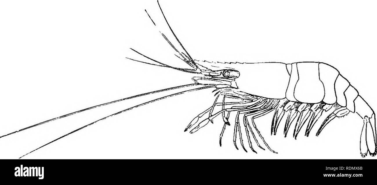 Prawn palaemon Black and White Stock Photos & Images - Alamy