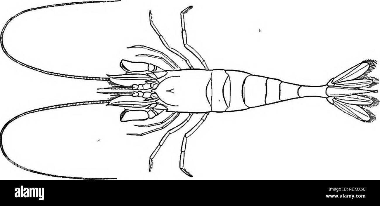 Flagellum shrimp hi-res stock photography and images - Alamy