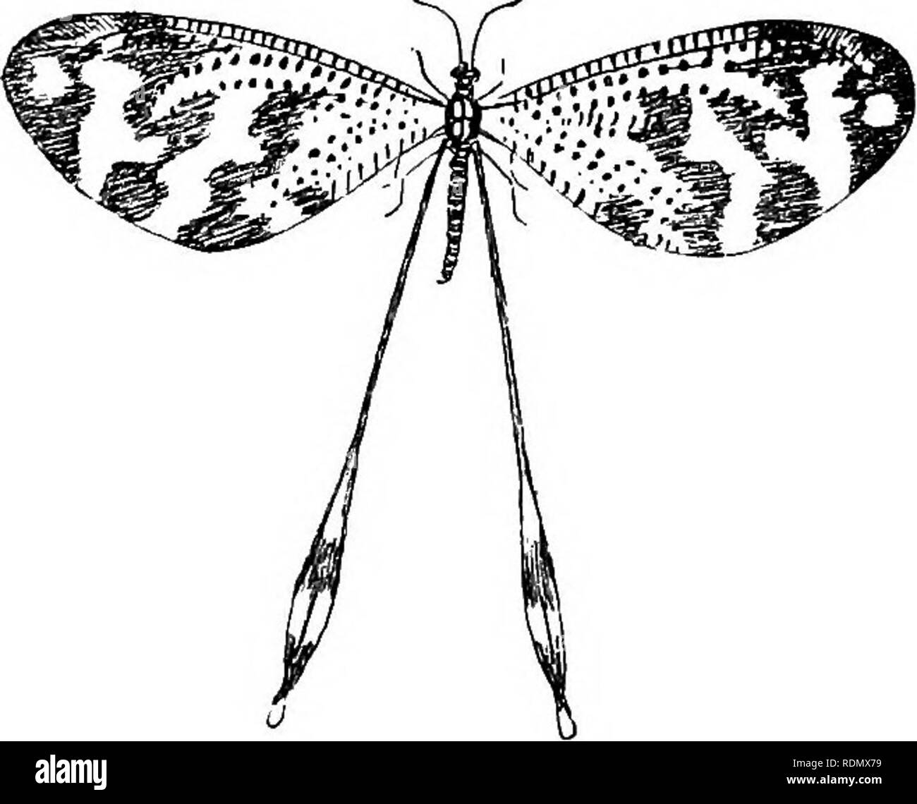 Spanish gecko Black and White Stock Photos & Images - Alamy