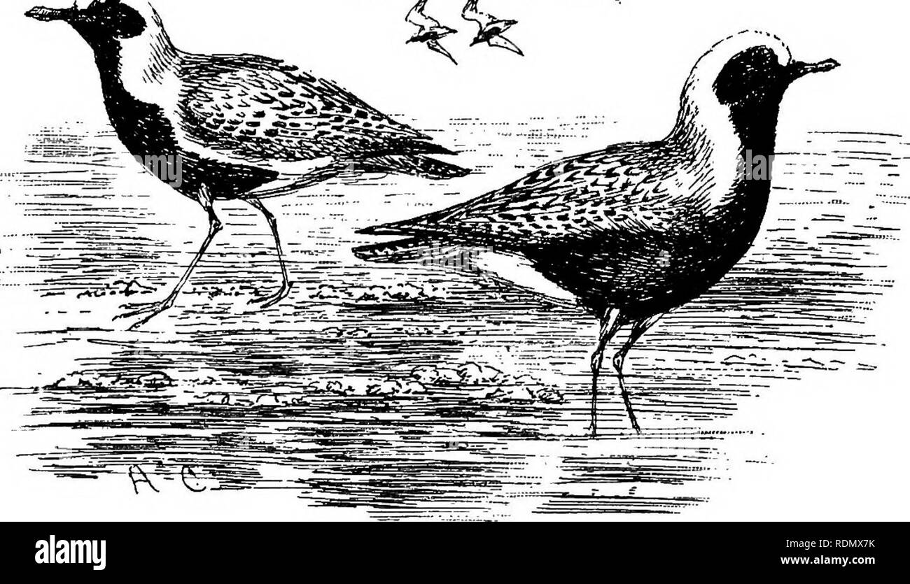 Little stint spring Black and White Stock Photos & Images - Alamy